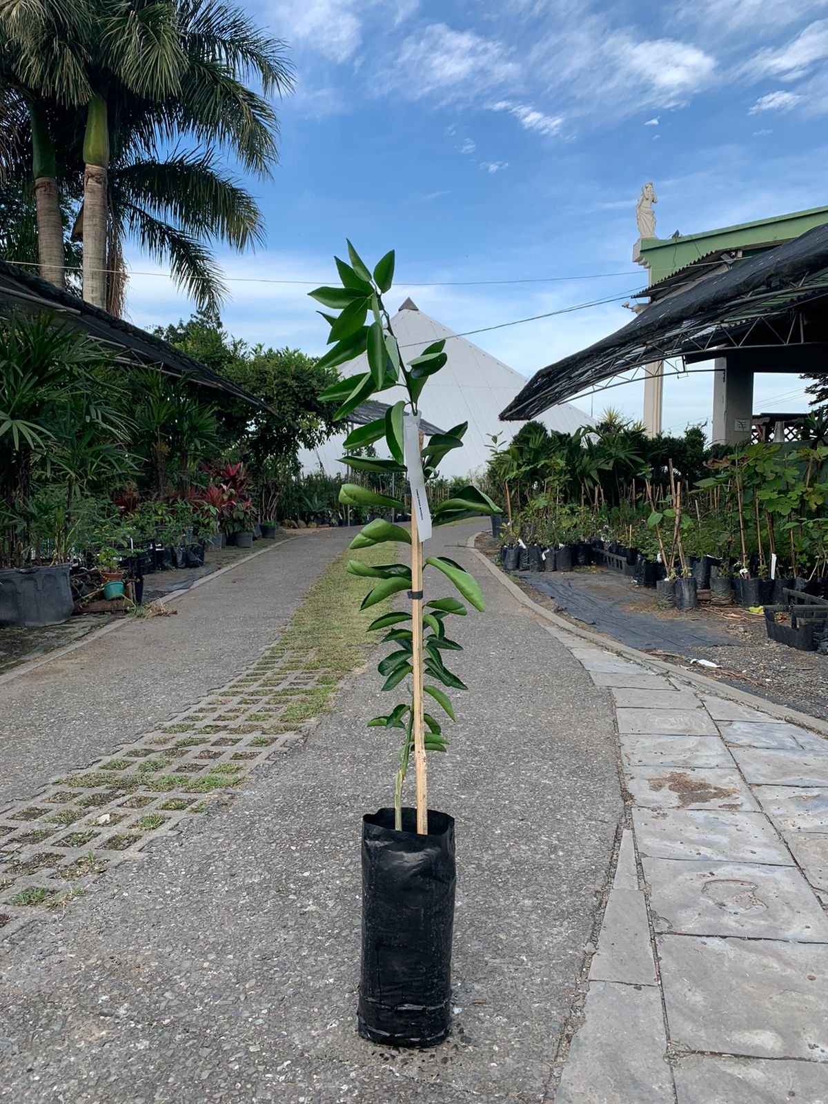 Kit com 8 Mudas Cítricas Raras da Mondini Plantas