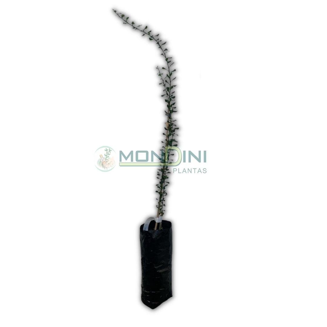 Kit com 8 Mudas Cítricas Raras e Enxertadas da Mondini Plantas