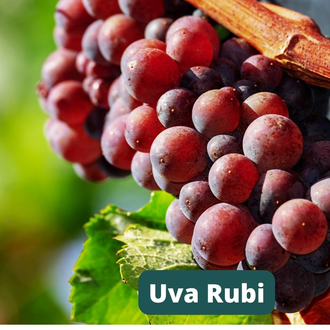 Muda de Uva Rubi Enxertada
