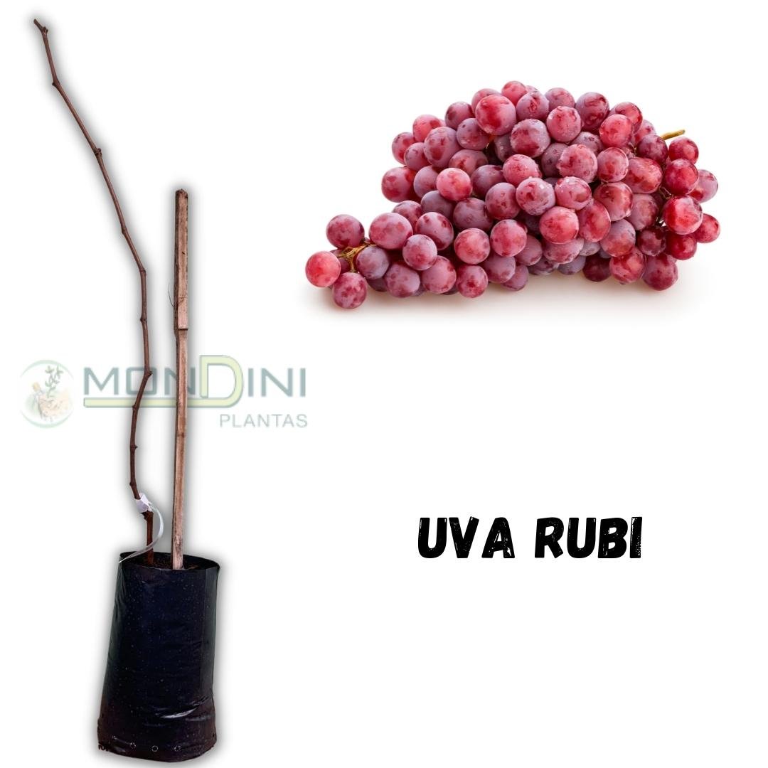 Muda de Uva Rubi Enxertada