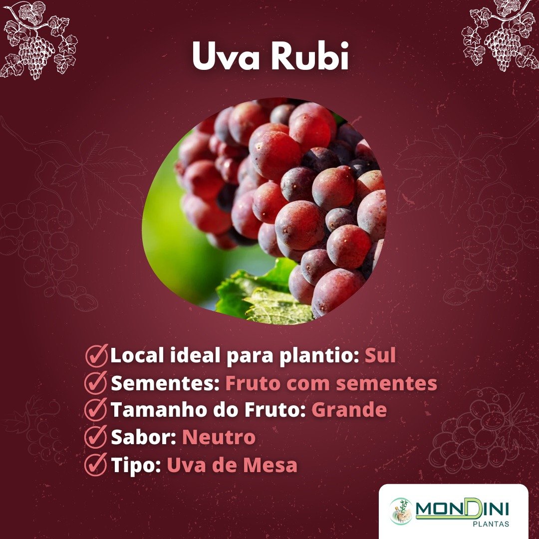 Muda de Uva Rubi Enxertada