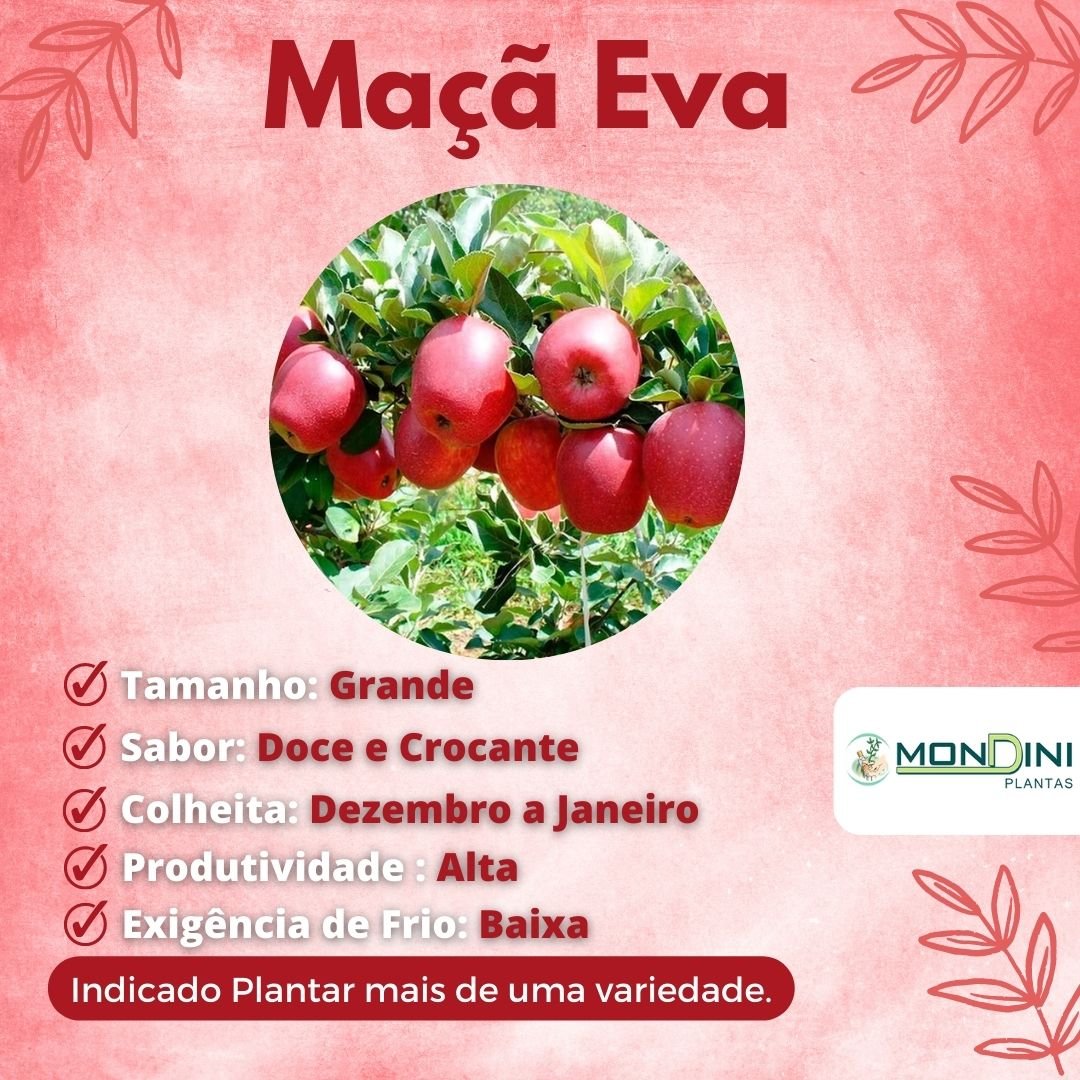 Muda de Maça Eva