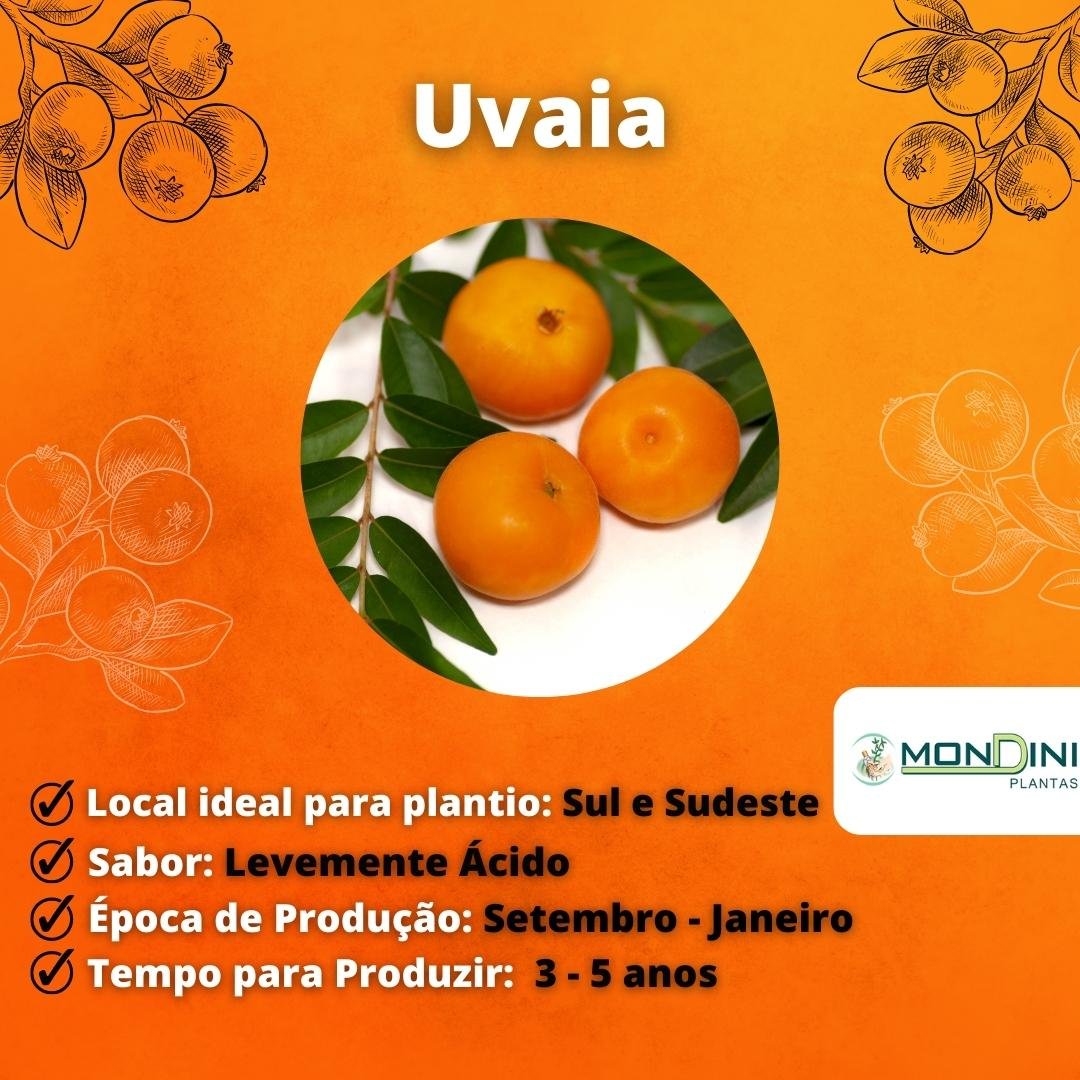Muda de Uvaia – Floração Intensa e Frutificação Rápida