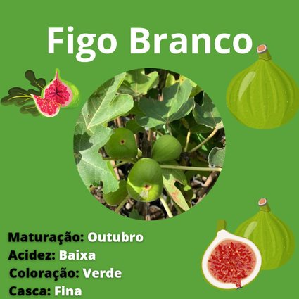 Mudas Frutíferas - Mondini Plantas