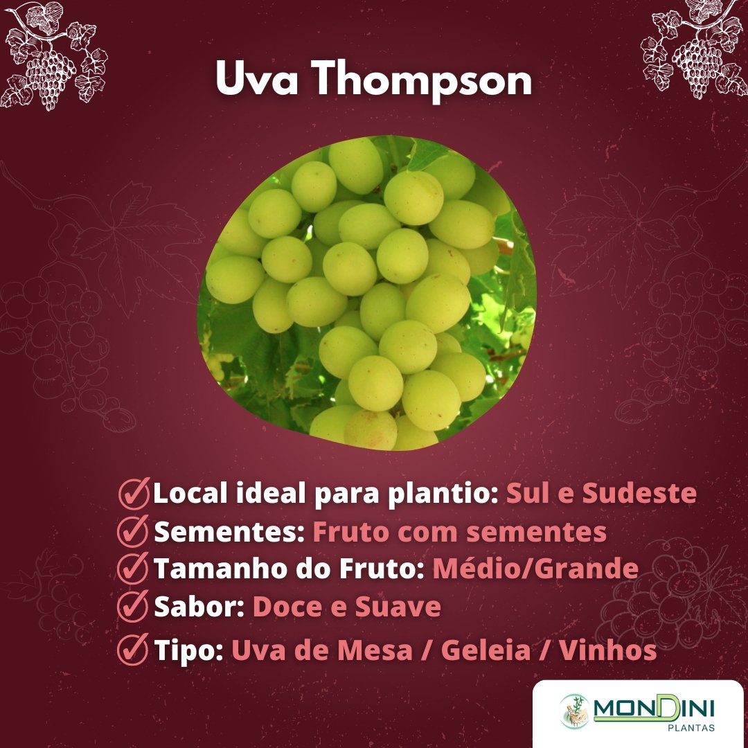 Muda de Uva Thompson Enxertada