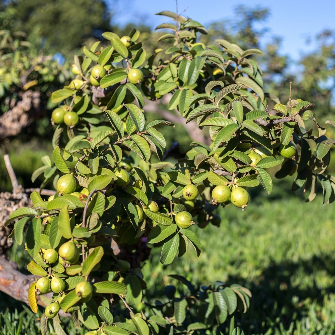 Muda da Goiaba Paluma Clonada