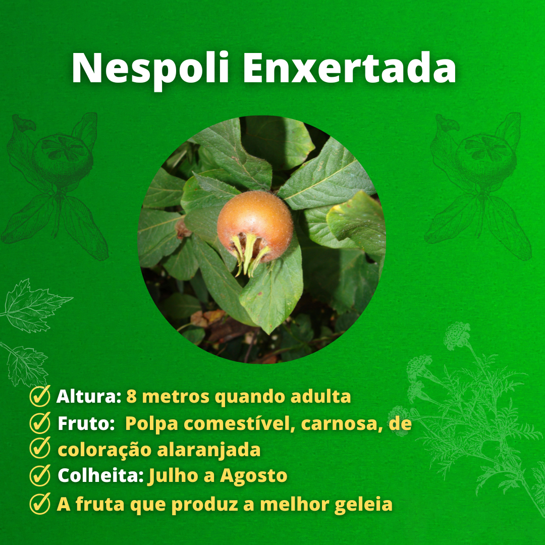 Muda de Nespoli Enxertada