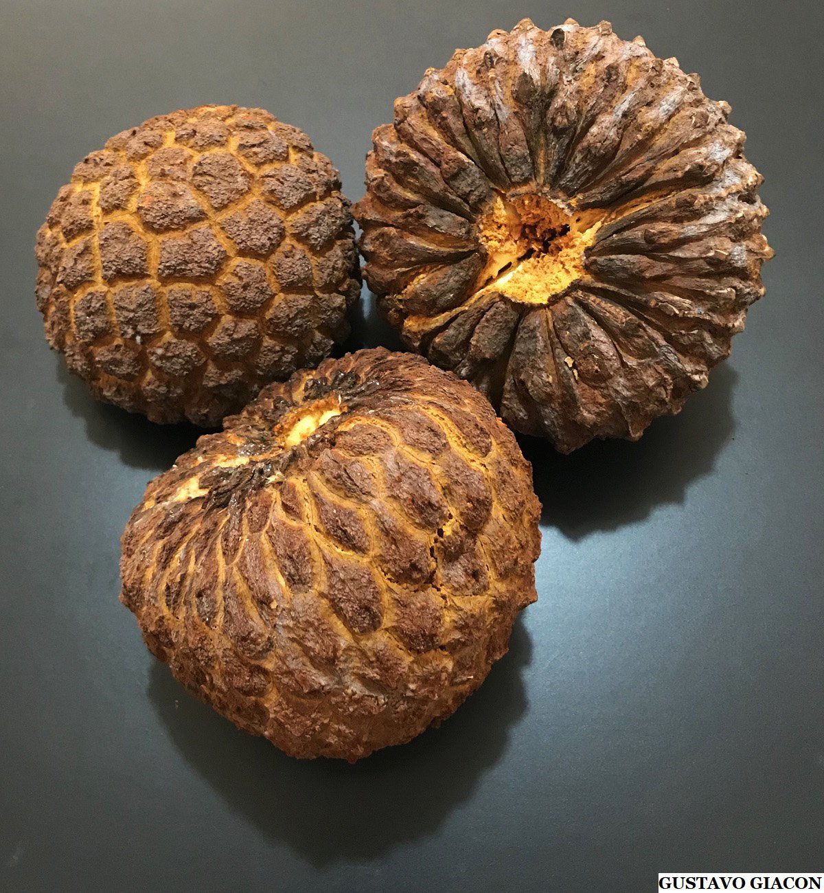 Muda de Marolo