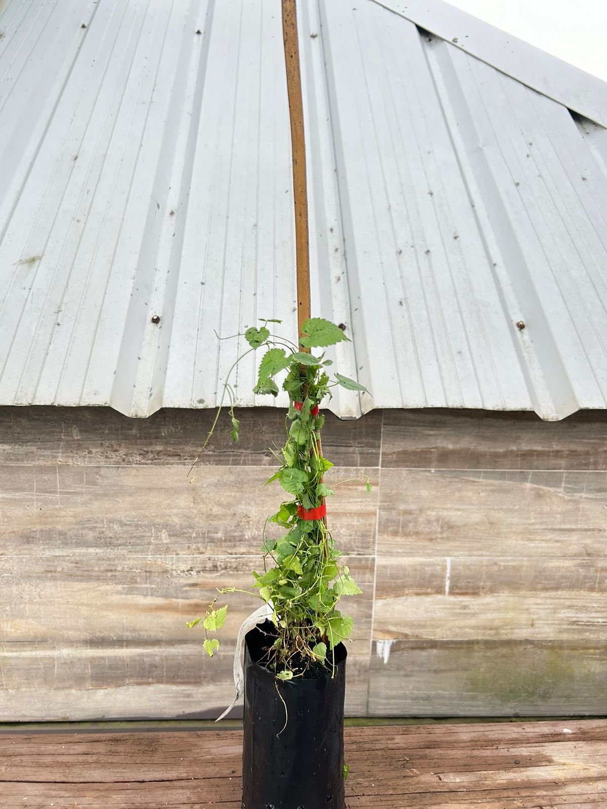 Muda de Lúpulo Saaz