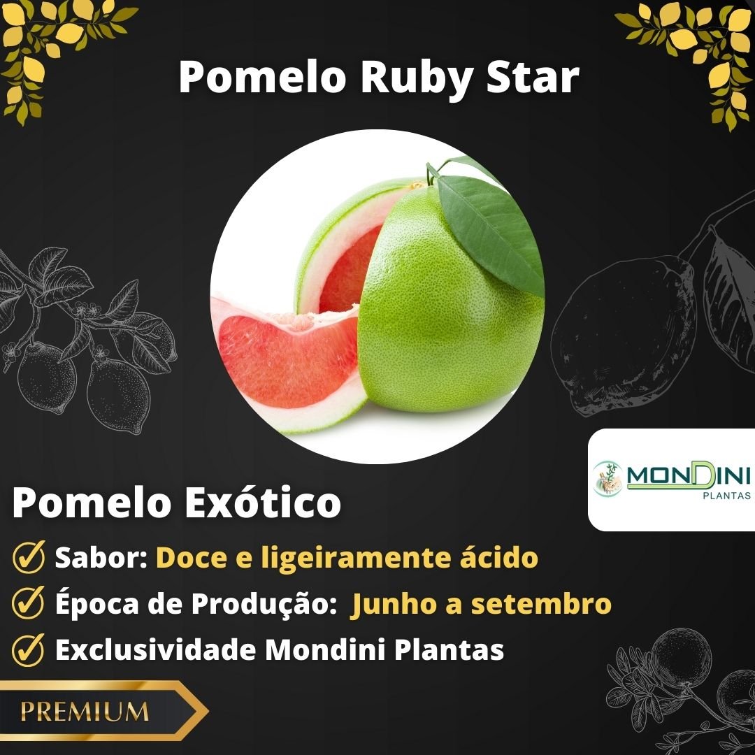 Muda de Pomelo Star Ruby Enxertada