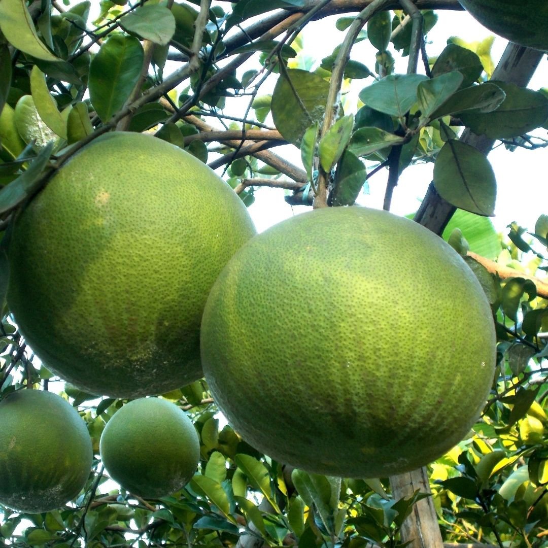 Muda de Pomelo Star Ruby Enxertada