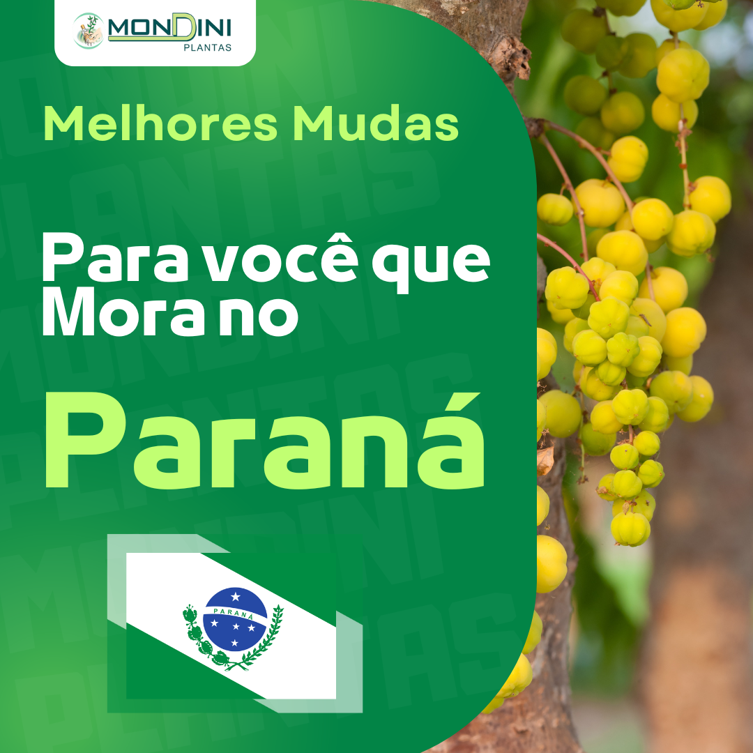 Mondini Plantas Paraná