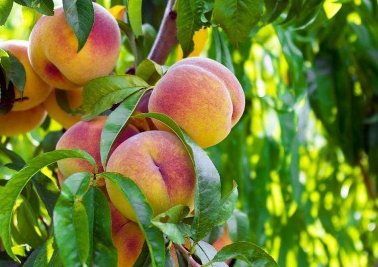 Kit com Mudas de Caroço Mondini Plantas