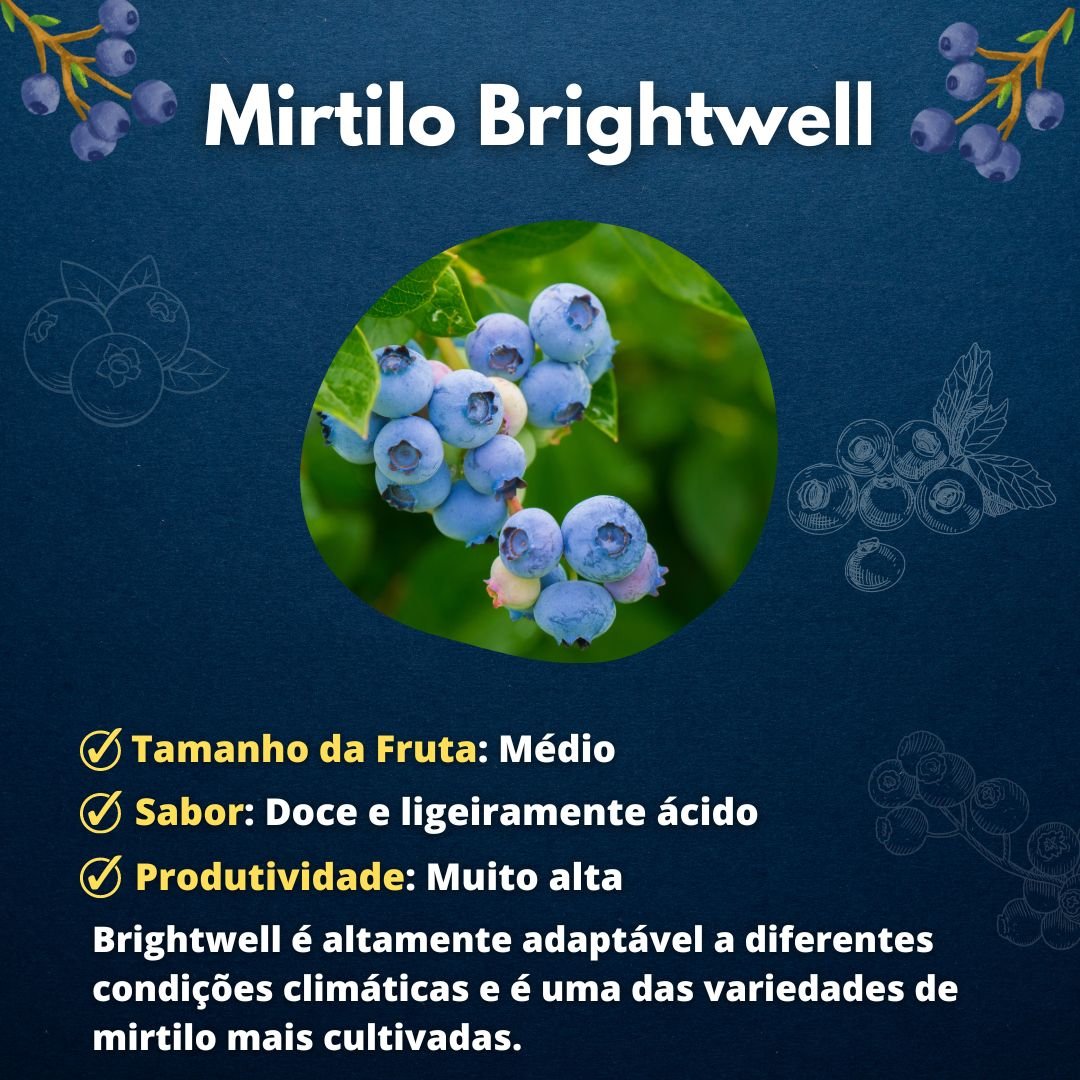 Kit com 1 Mirtilo Bluegem, 1 Brightwell, 1 Climax e 1 Misty
