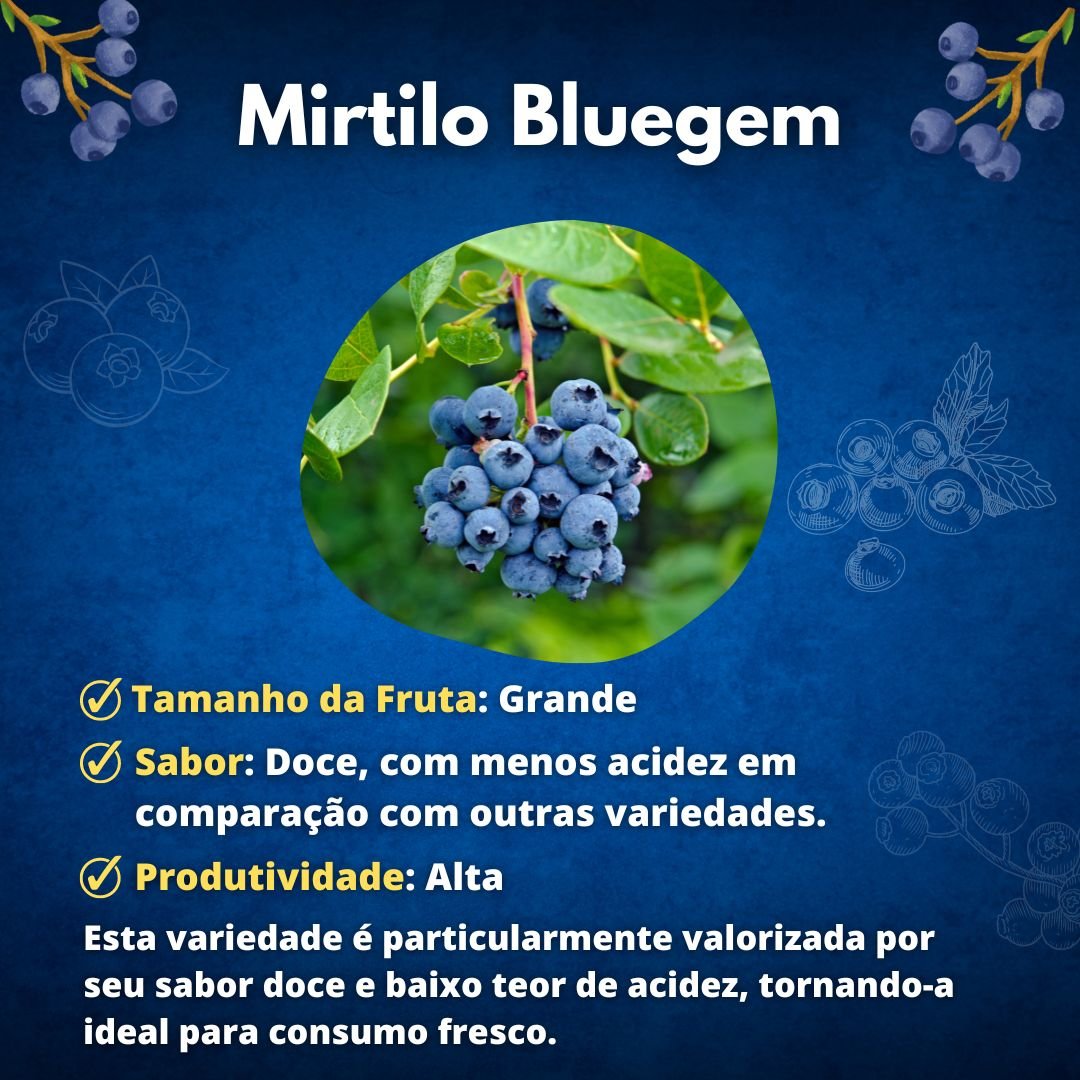 Kit com 1 Mirtilo Bluegem, 1 Brightwell, 1 Climax e 1 Misty