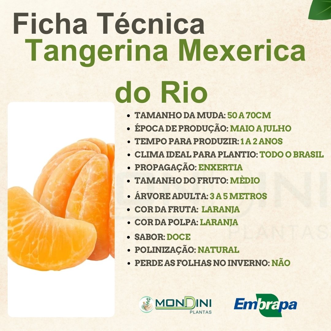 Muda de Tangerina Mexerica do Rio Enxertada
