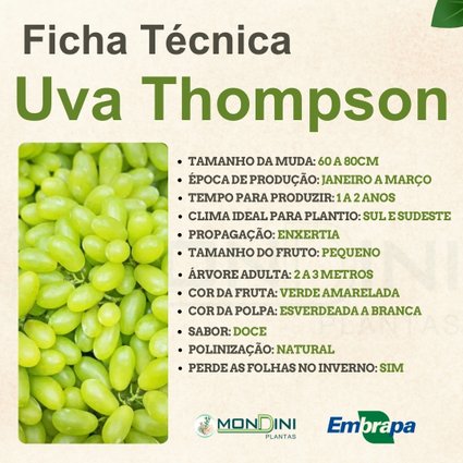 Mudas de Uva - Mondini Plantas