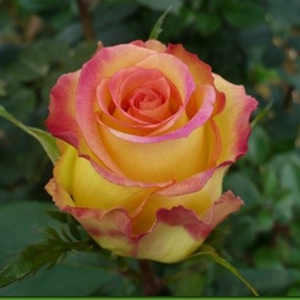 Muda de Roseira Amarelo Tricolor