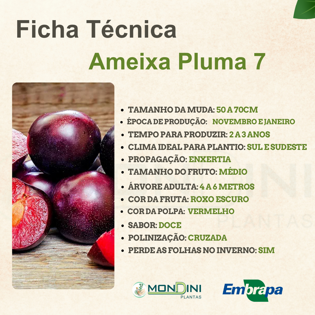Muda de Ameixa Pluma 7 Enxertada