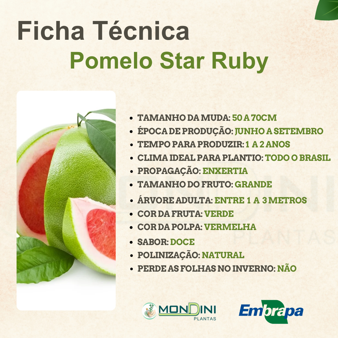 Muda de Pomelo Star Ruby Enxertada