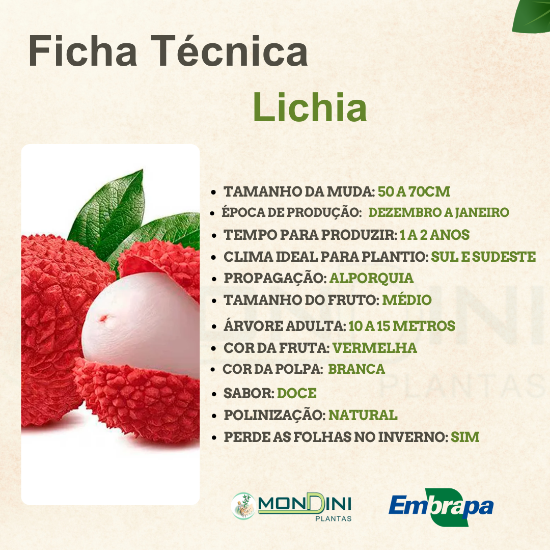 Muda de Lichia – Frutifica Rápido e Dá Frutos Doces