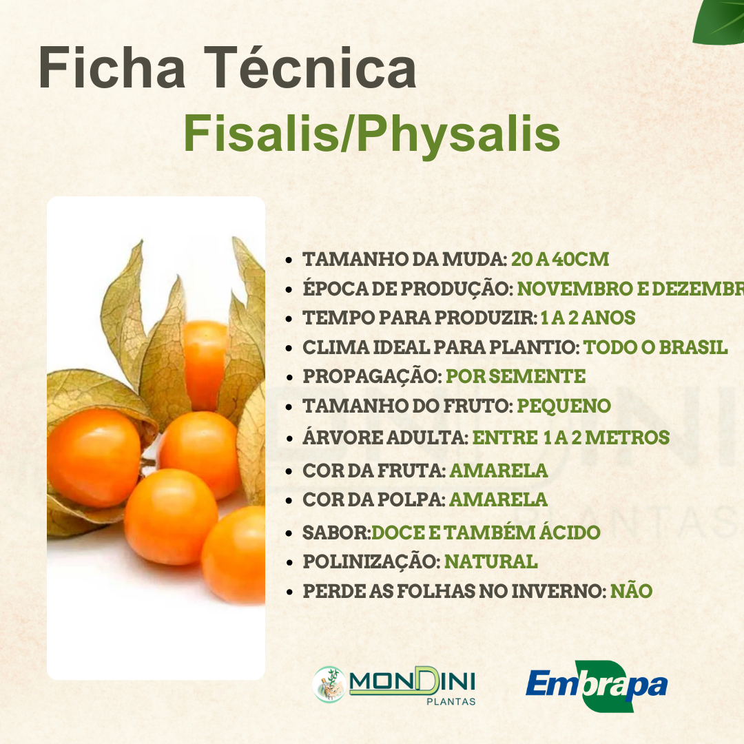Muda de Fisalis/Physalis