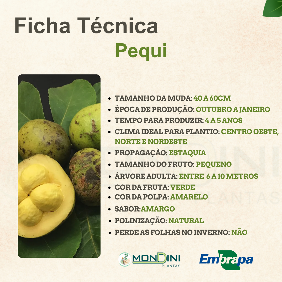 Pequi