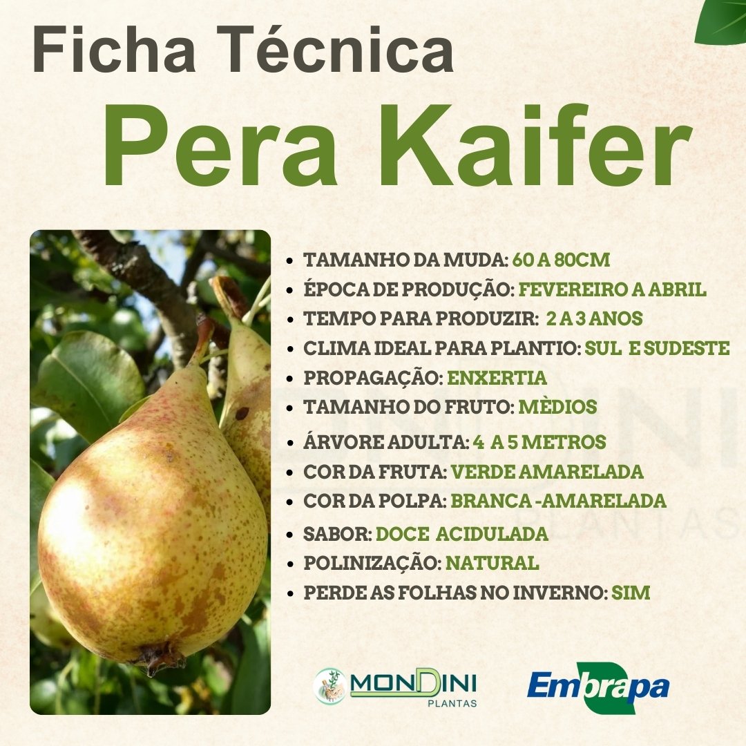 Muda de Pera Kaifer Enxertada