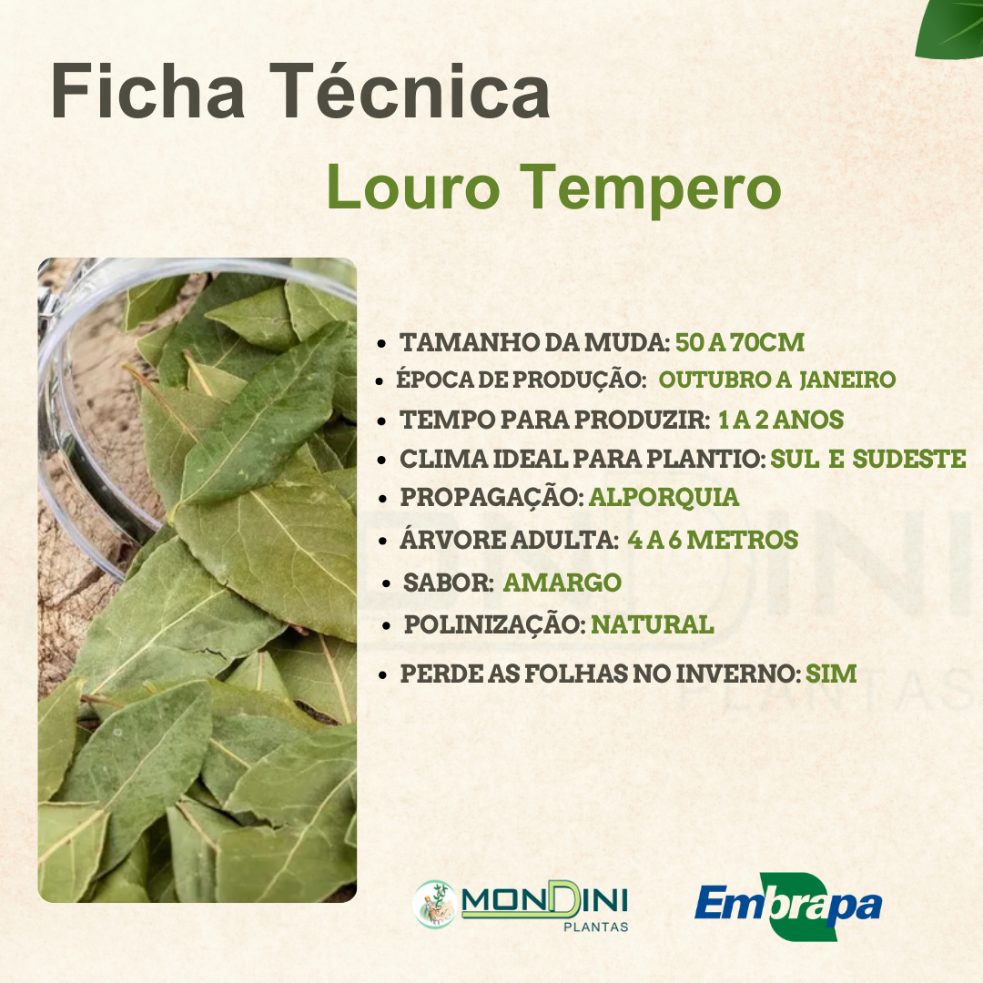 Muda de Louro Tempero