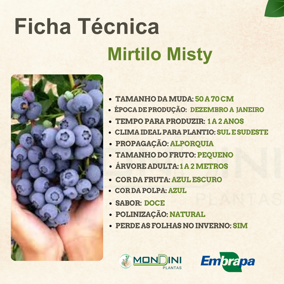 Muda de Mirtilo Misty Alta Produção (Blueberry)