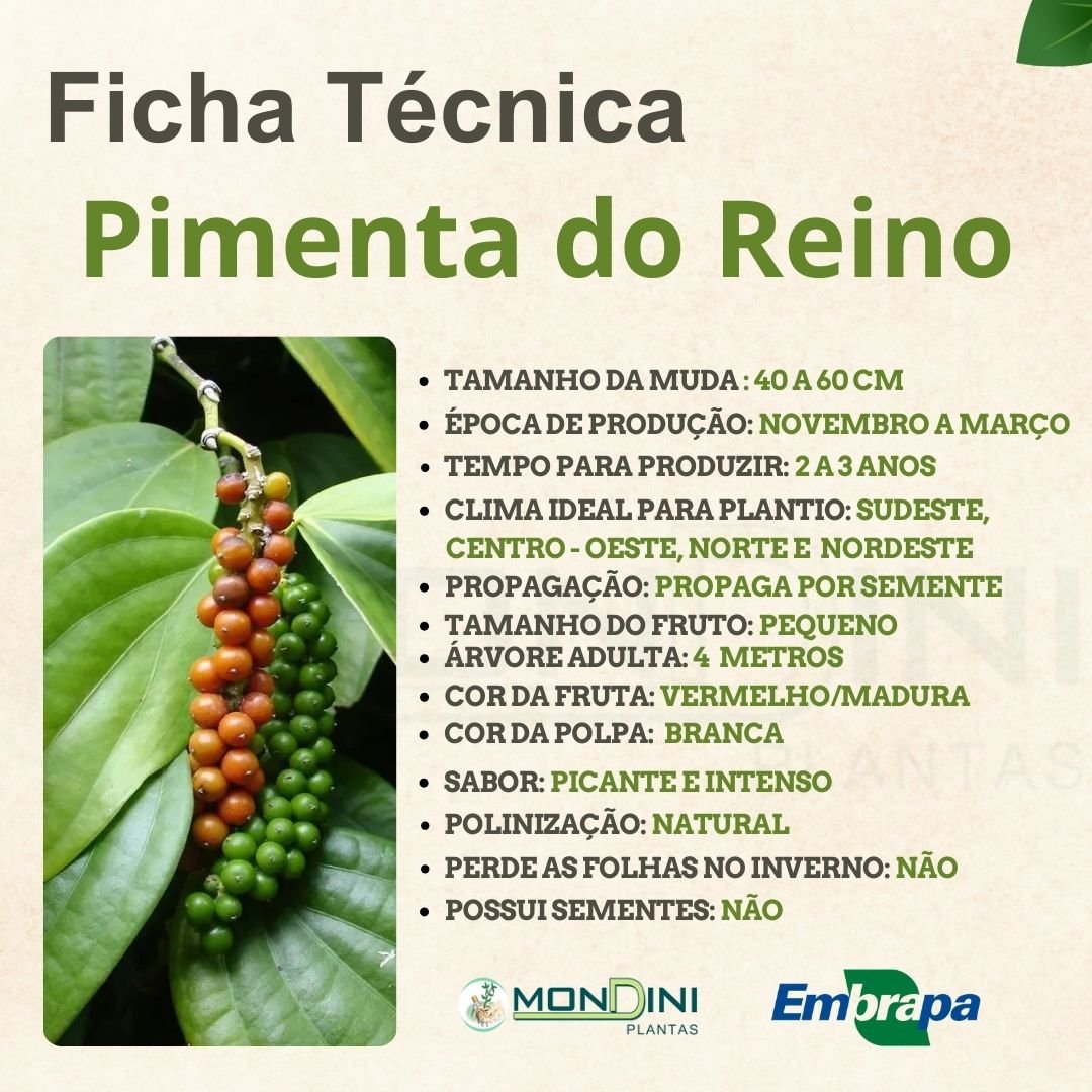 Pimenta do Reino