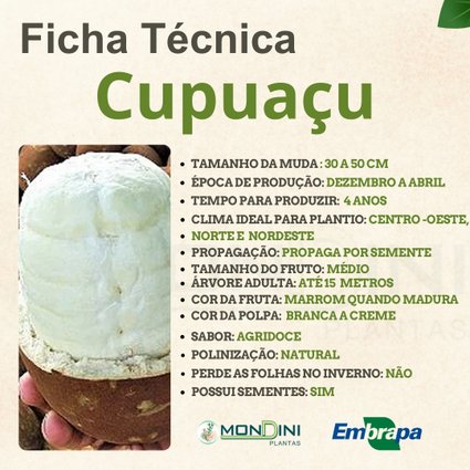 Cupuaçu