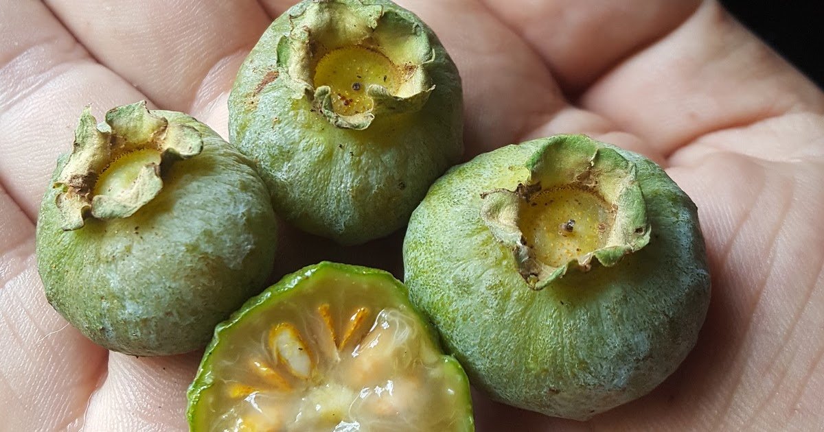 Muda de Gabiroba Branca