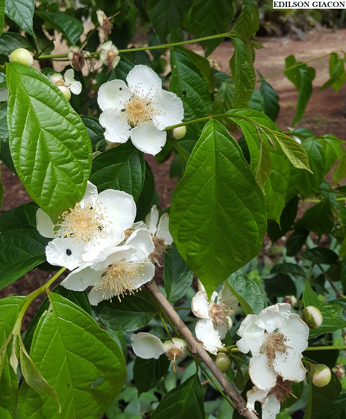 Muda de Gabiroba Branca