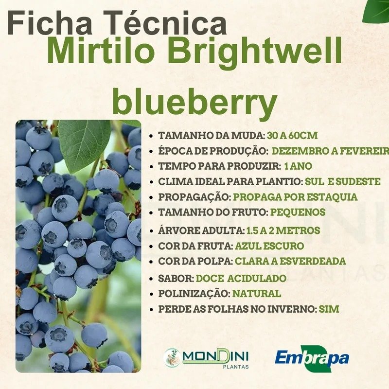 Muda de Mirtilo Brightwell – Produção Prolongada