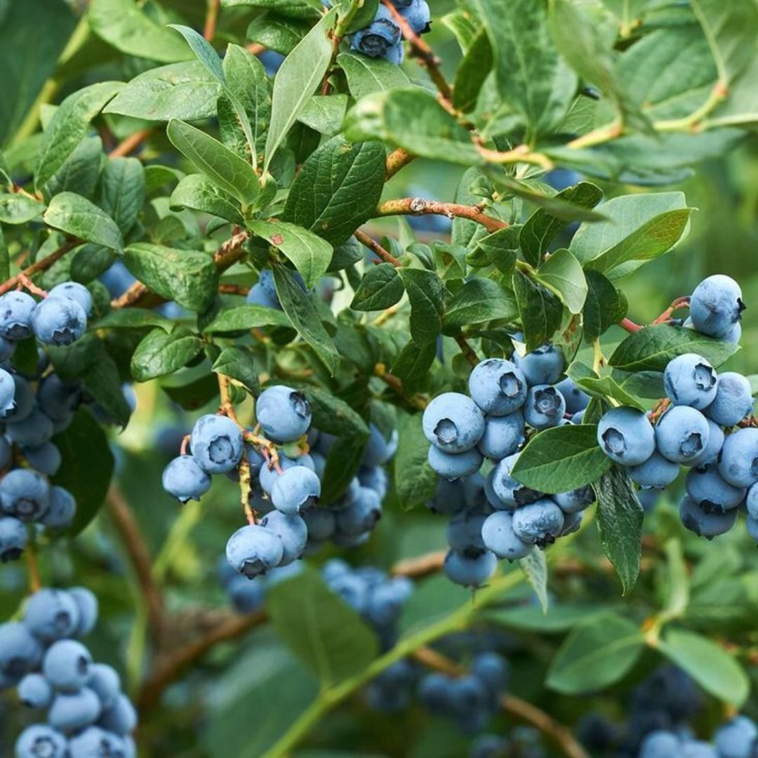 Muda de Mirtilo Mondini Esmeralda – A maior Fruta de Mirtilo