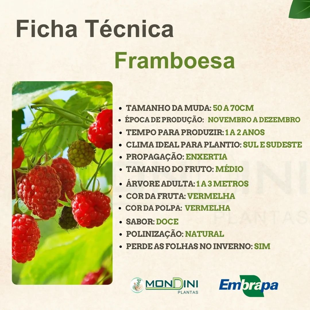 Muda de Framboesa – Frutos no 1ºAno