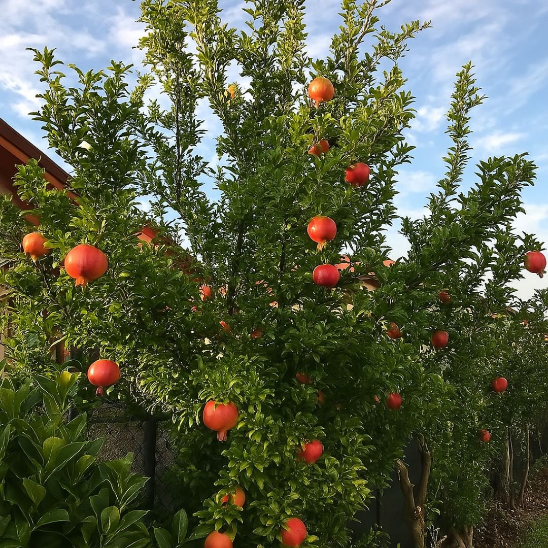 Muda de Romã Gigante – Frutos Gigantes