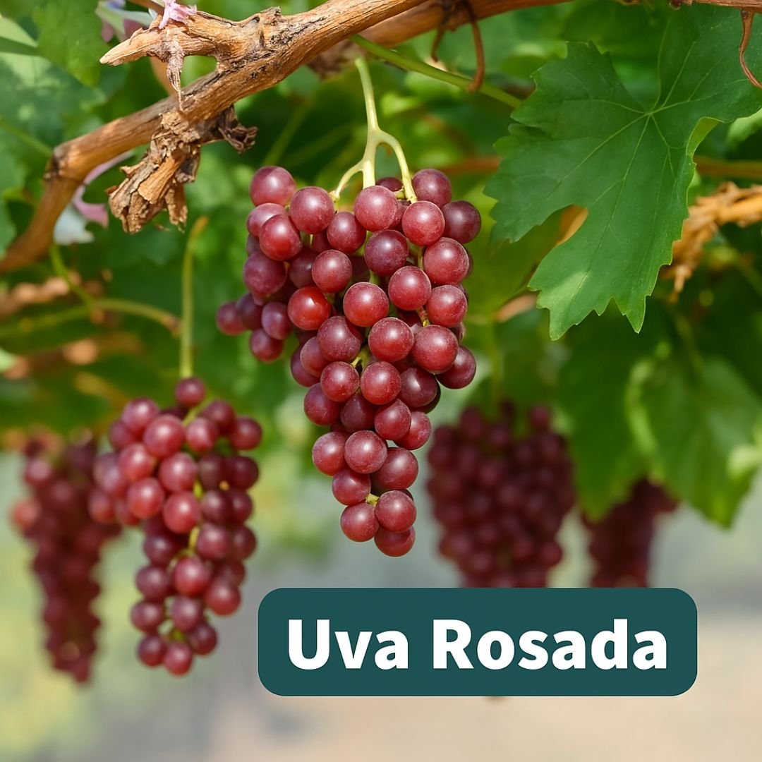 Kit Parreira Completa – 4 Tipos de Uvas Para Quintal ou Sítio