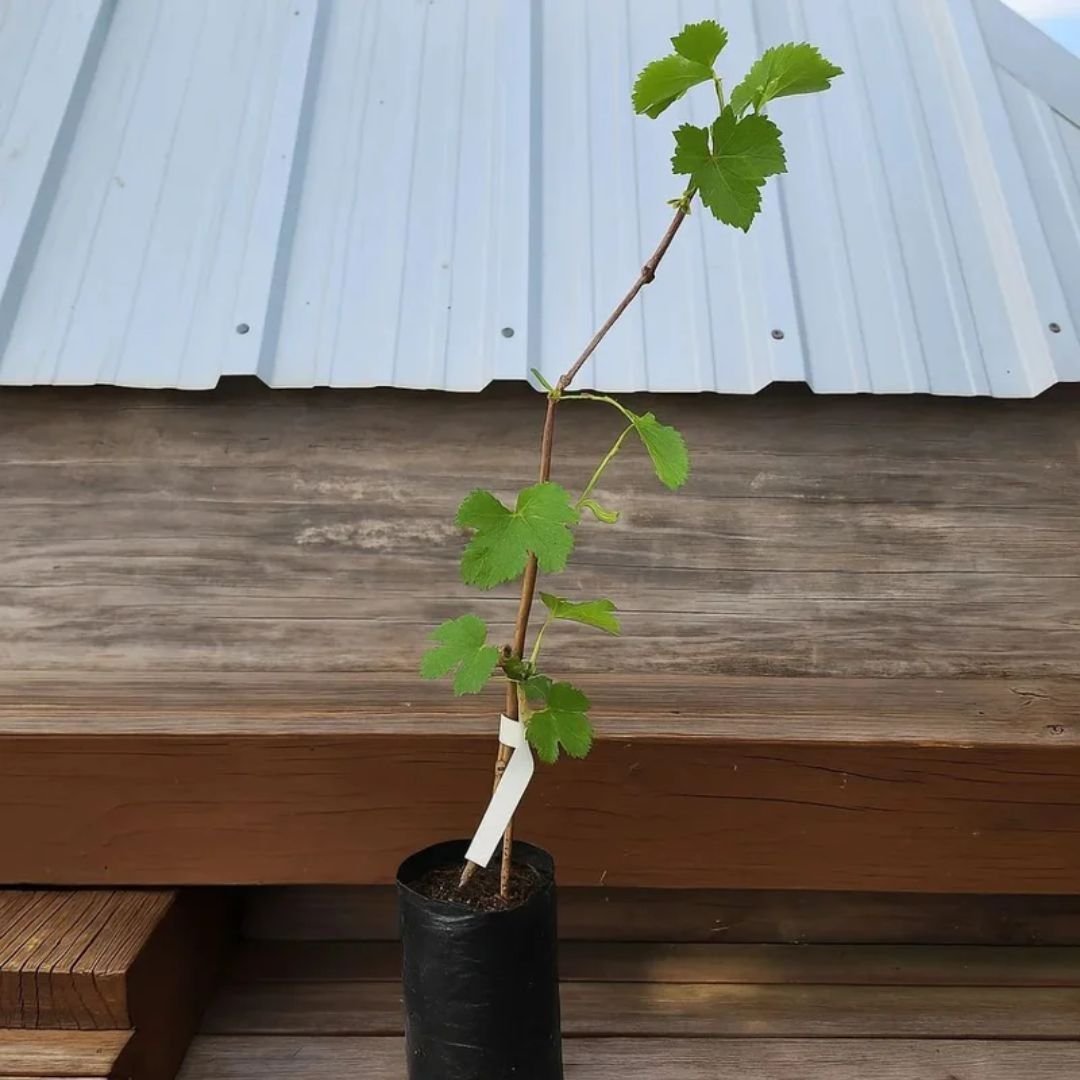 Muda de Uva Preta – Alta Produção e Frutos de Qualidade