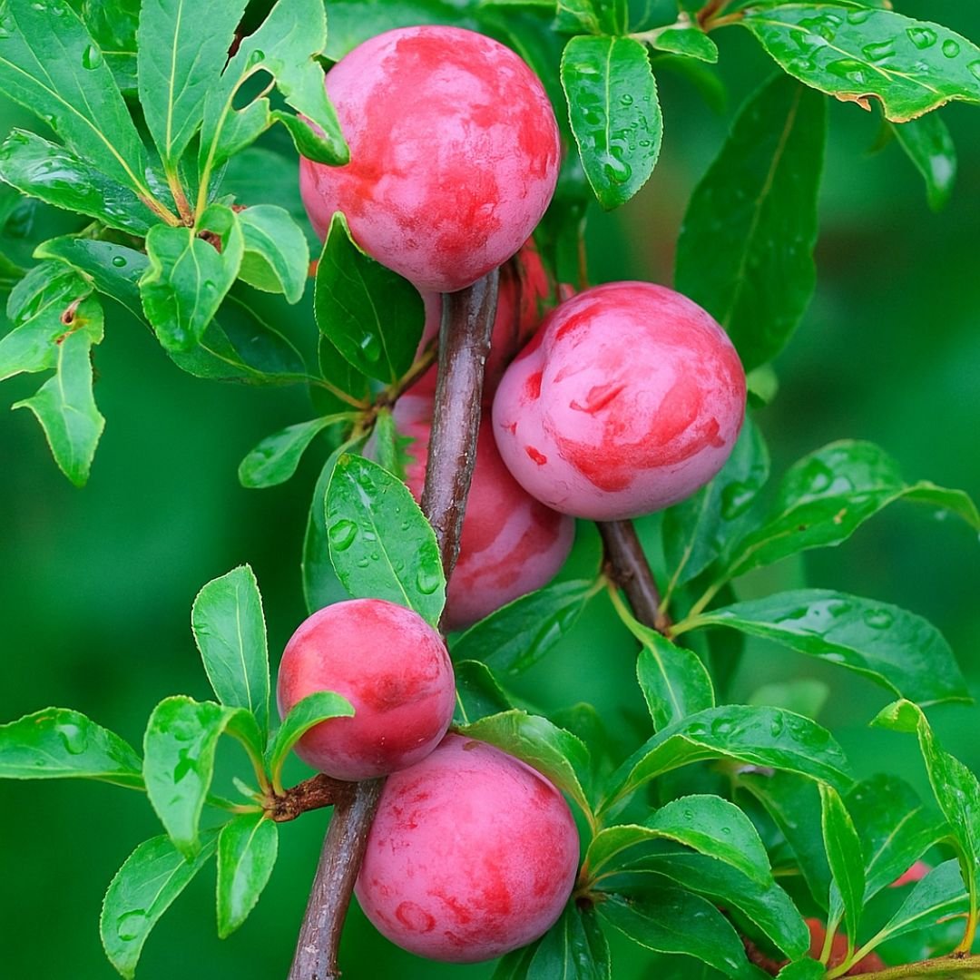 Muda de Ameixa Irati – Frutos Saborosos