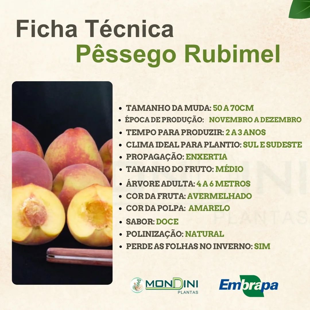 Muda de Pêssego Rubimel – Polpa Doce, Suculenta e Caroço Solto