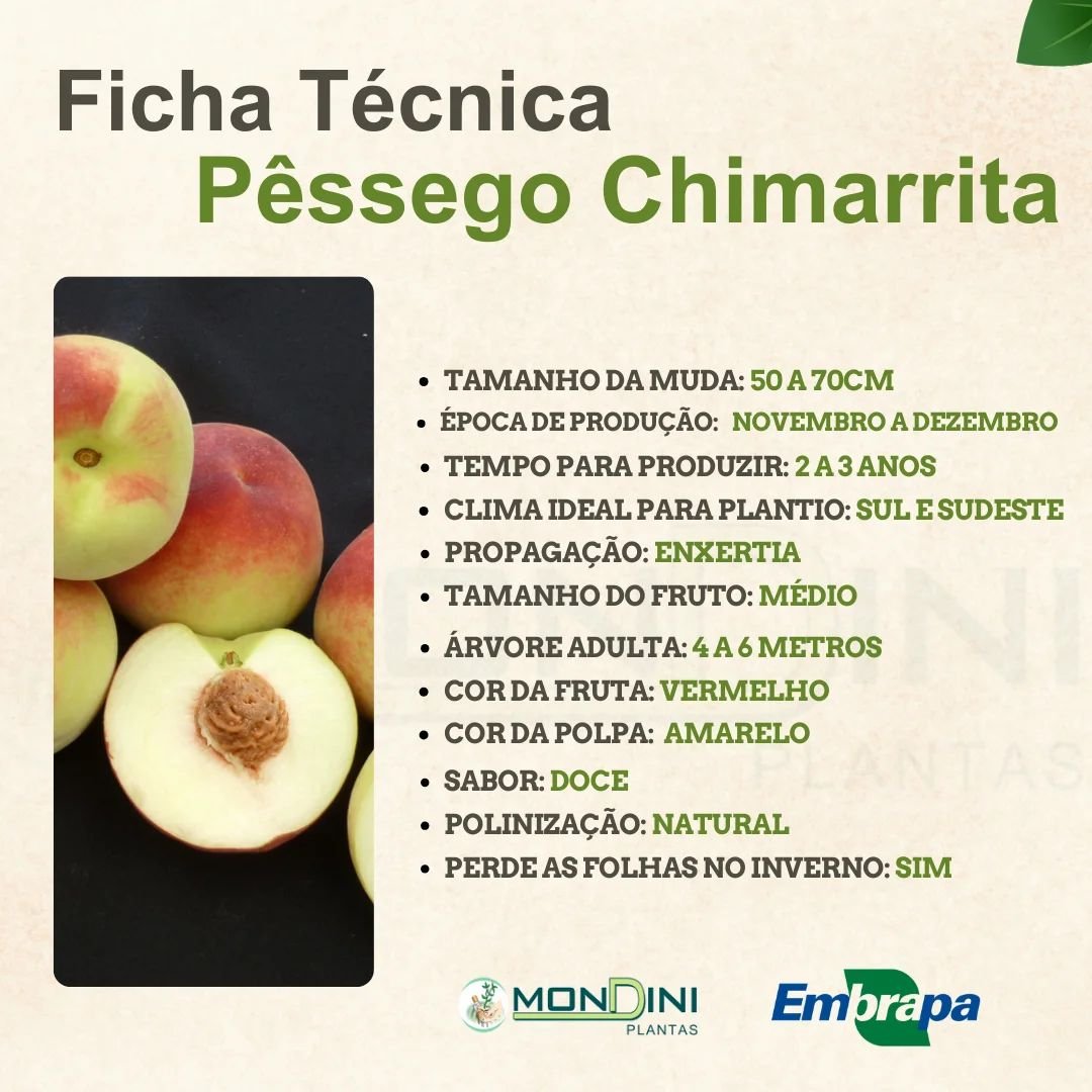 Muda de Pêssego Chimarrita – Resistente ao Frio e Frutos Doces