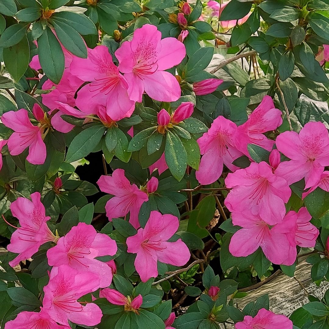 Muda de Azaleia – Flores Rústicas e Coloridas Para Jardim