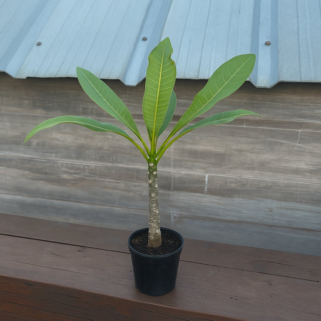 Muda de Jasmim-Manga – Planta Exótica com Flor Exuberante