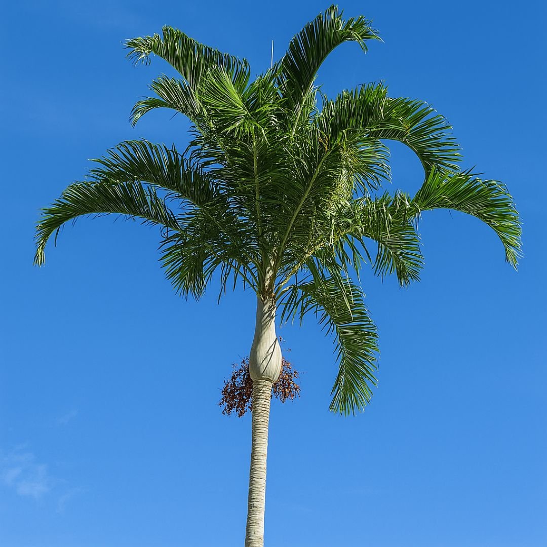 Muda de Palmeira Carpentaria – Tropical, Altiva e Perfeita Para Espaços ...