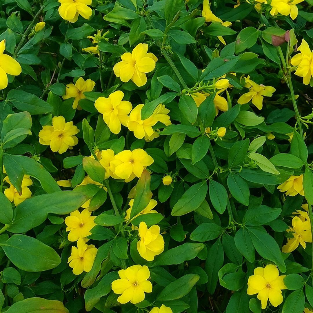 Muda de Jasmim Amarelo – Flores Vibrantes e Românticas em Cascata
