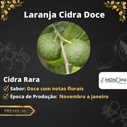 Muda de Cidra Doce Enxertada – Fruta Aromática e Medicinal