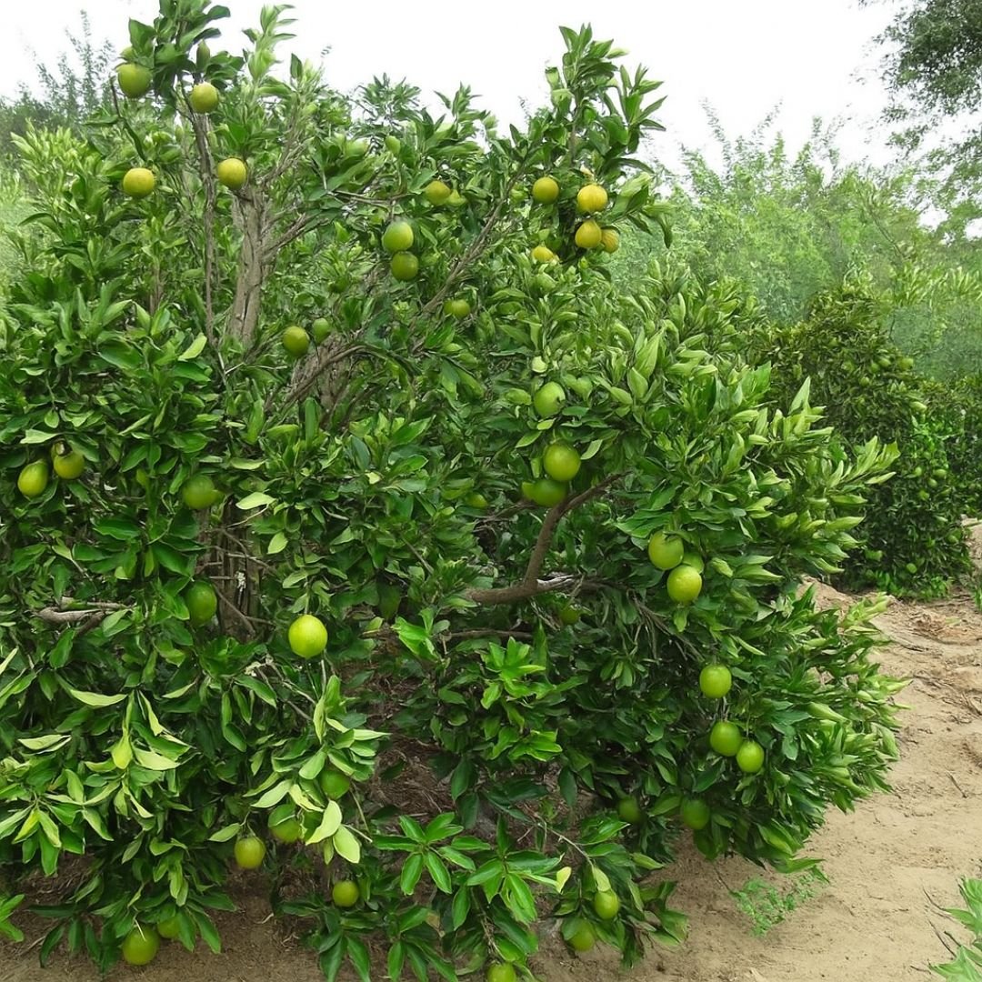 Muda de Cidra Doce Enxertada – Fruta Aromática e Medicinal