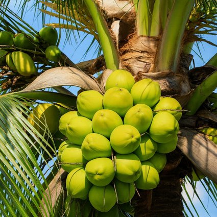 Muda de Coco da Bahia Anão – Produz Rápido e Vai no Quintal